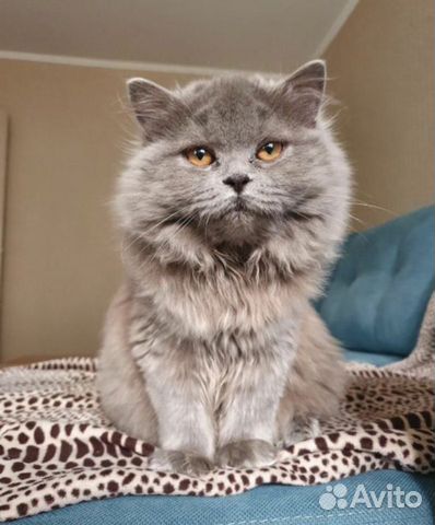Кошка