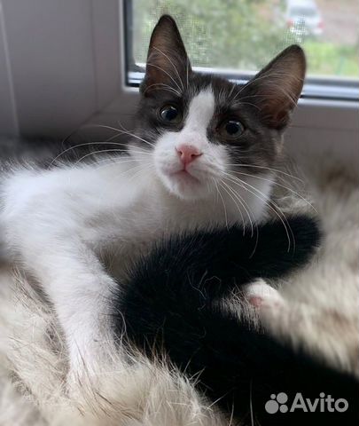 Котёнок мальчик