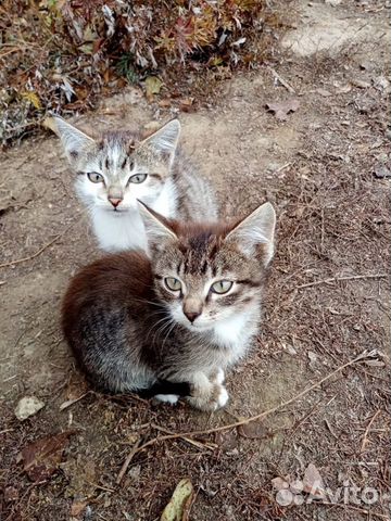 Котята бесплатно