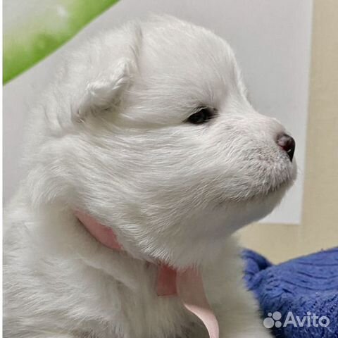 Щеночки для резервирования