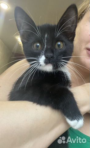 Котенок в добрые руки