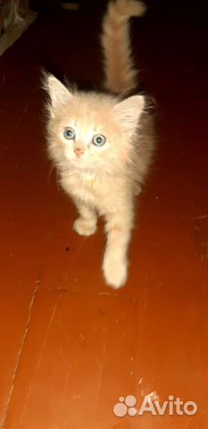 Котенок в добрые руки