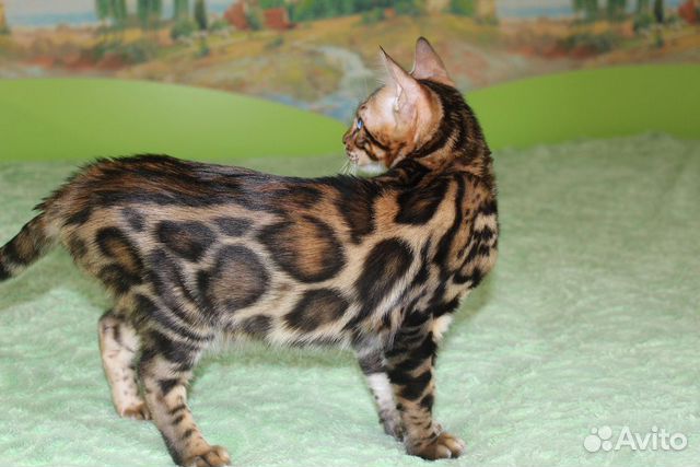 Супер яркие бенгалы в разведение и для души