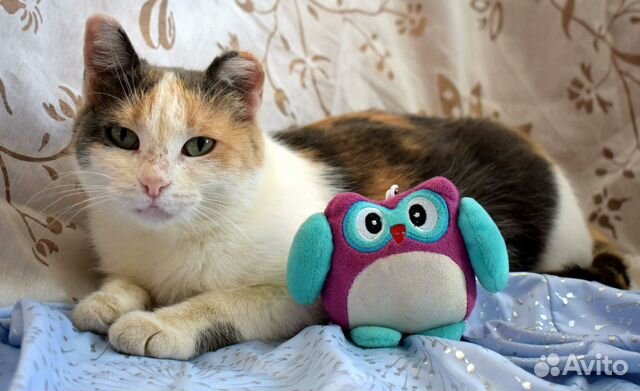 Трехцветная кошка Лада