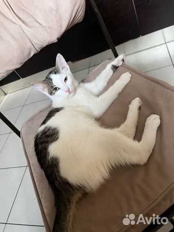 Кот