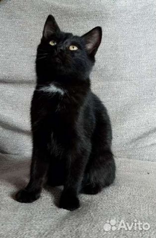 Котенок Черный с воротничком Брассет Плуто 4 мес С