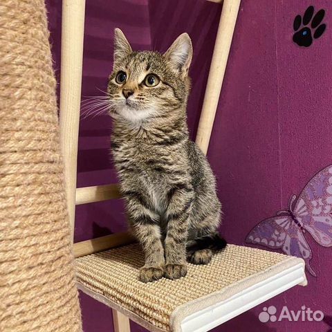 Маруся котенок в заботливые ручки