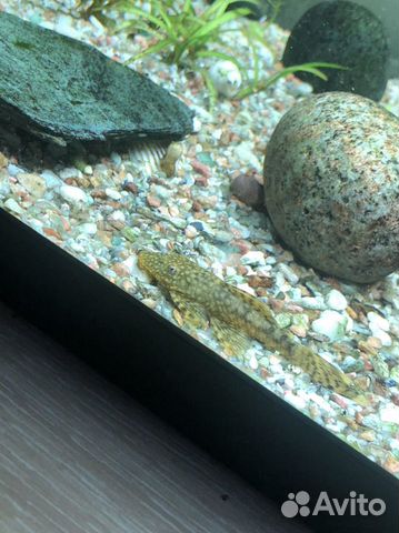 Сомик анциструс