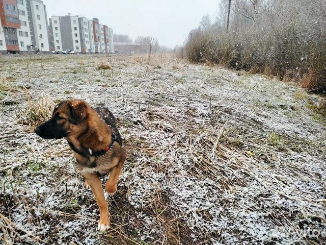 Собака дворянка