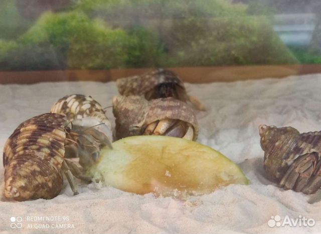 Рак отшельник