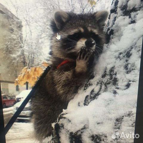 Енот полоскун