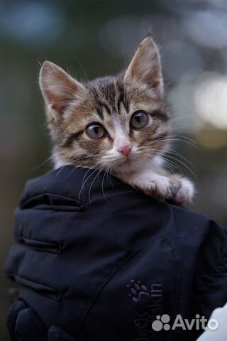 Котенок