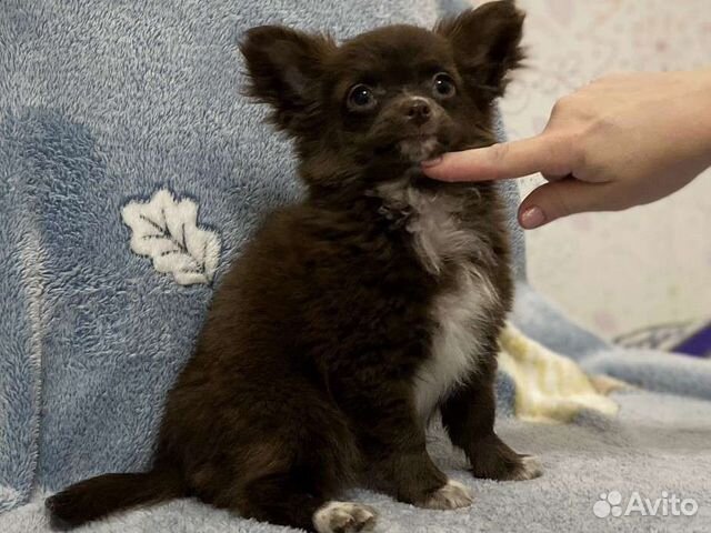 Щенки чихуахуа длинношерстные