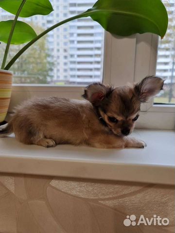 Чудесный щеночек чихуахуа