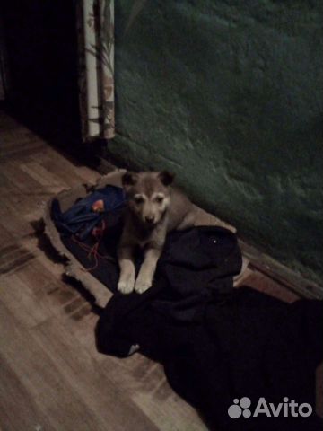 Домашние животные собаки