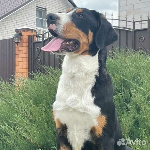 Бернский зенненхунд