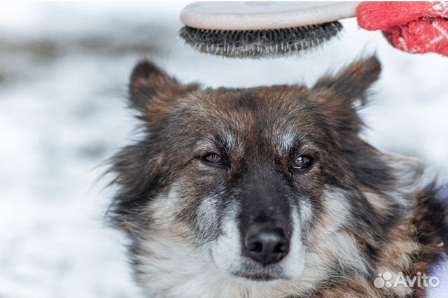 Собачка по кличке Мушка ищет семью