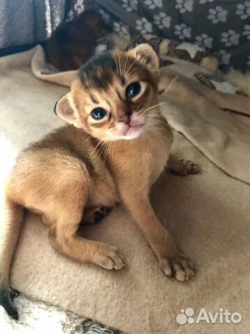 Абиссинские котята
