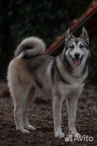 Западно сибирская лайка (зсл)