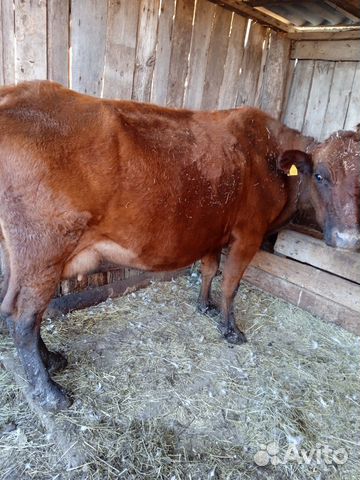 Коровы на продажу
