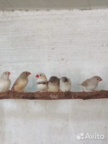 Продаются волнистые попугаи и амадины