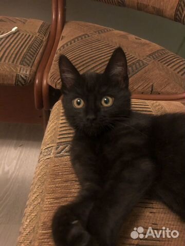 Черный котенок мальчик