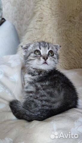 Шотландский вислоухий котенок