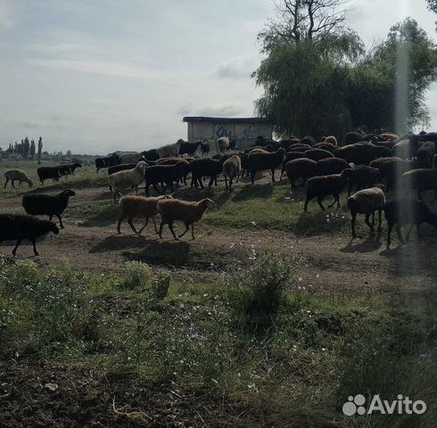 Курдючные бараны овцы