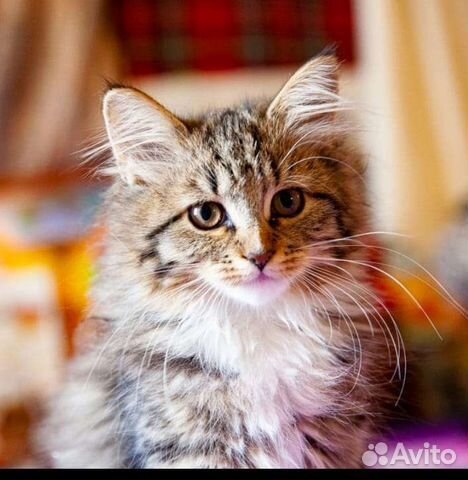 Котёнок Полли, лоток знает