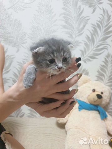 Шотландская вислоухая кошка