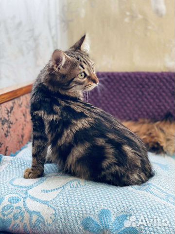 Котенок Лексус в дар