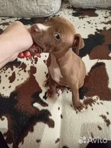 Собаки щенки породистые Пит буль