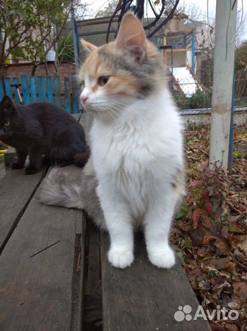 Котенок в добрые руки