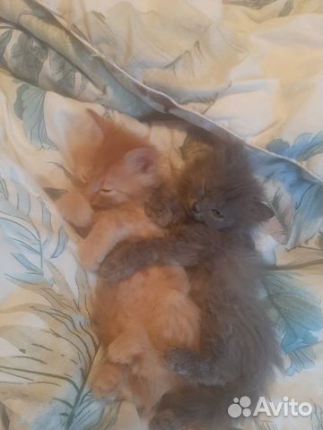 Кошка в дар