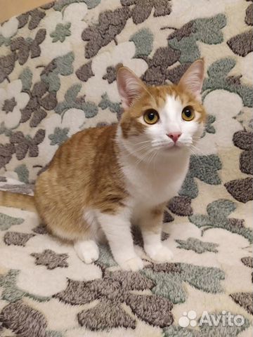 Котик Лакки