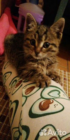 Котенок