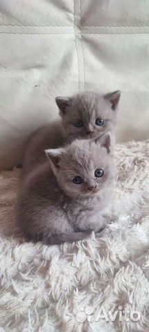 Британские котята