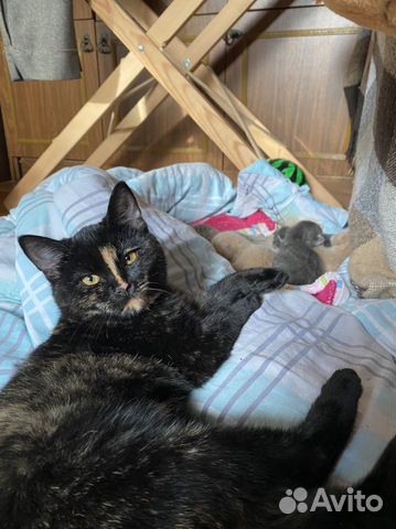 Кошка в дар