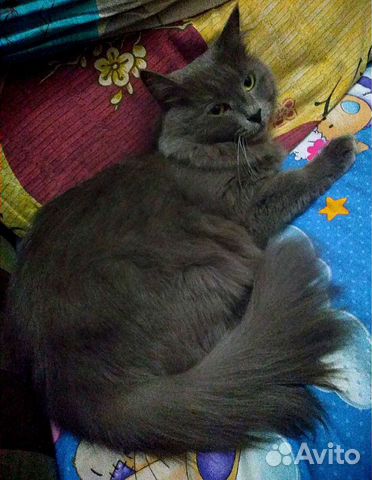 Кошка Нибелунг