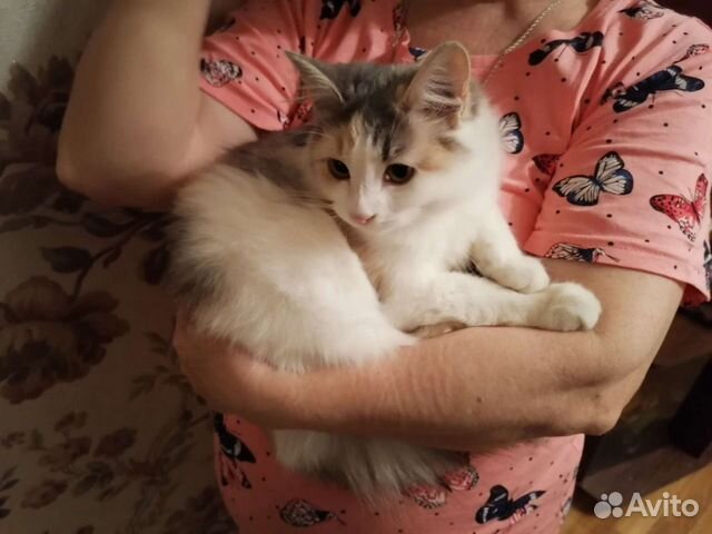 Трехцветка на счастье