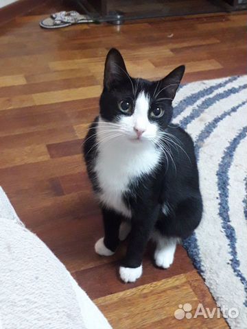 Молоденький котик ищет семью