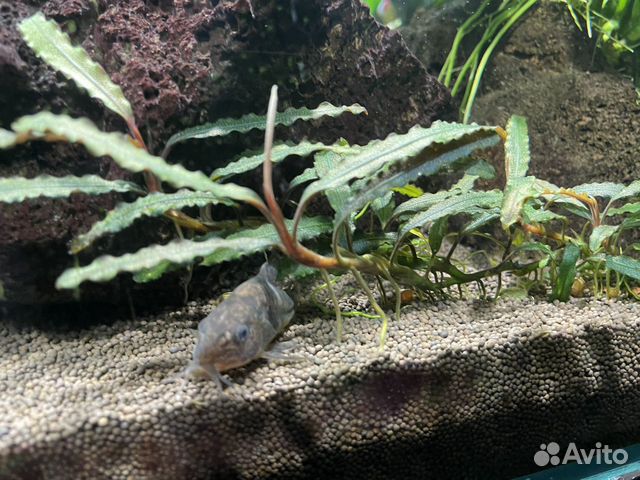 Bucephalandra Catherineae red