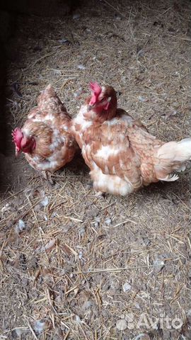 Куры несушки