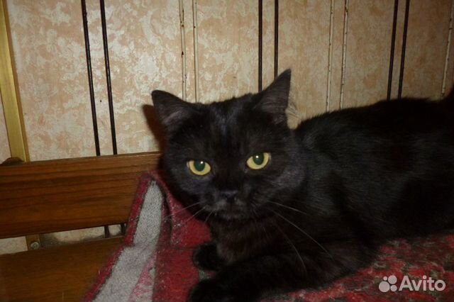 Взрослая кошечка Симочка - в ответственные руки