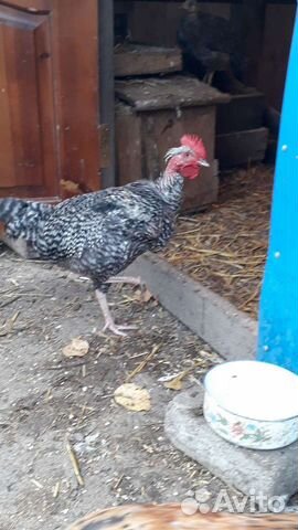 Петухи на племя