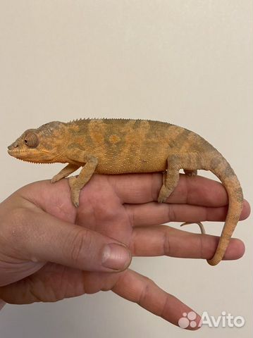 Самка пантерового хамелеона с террариумом