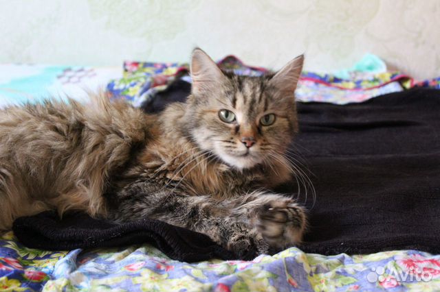 Кошка,Суперкошка ищет дом