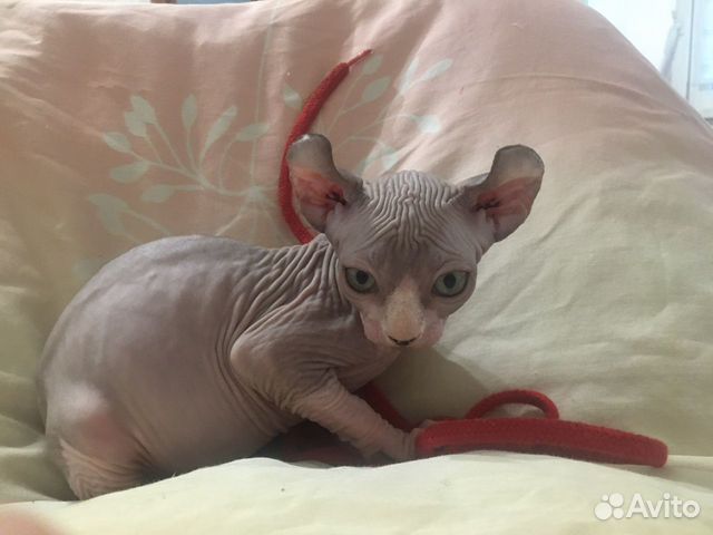 Девочка эльфочка