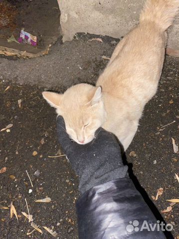 Рыжий котенок мальчик