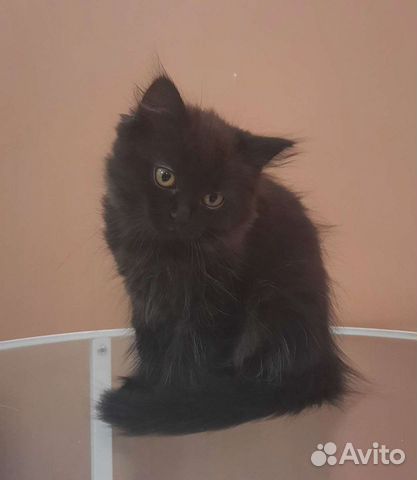 Кошка британская в дар